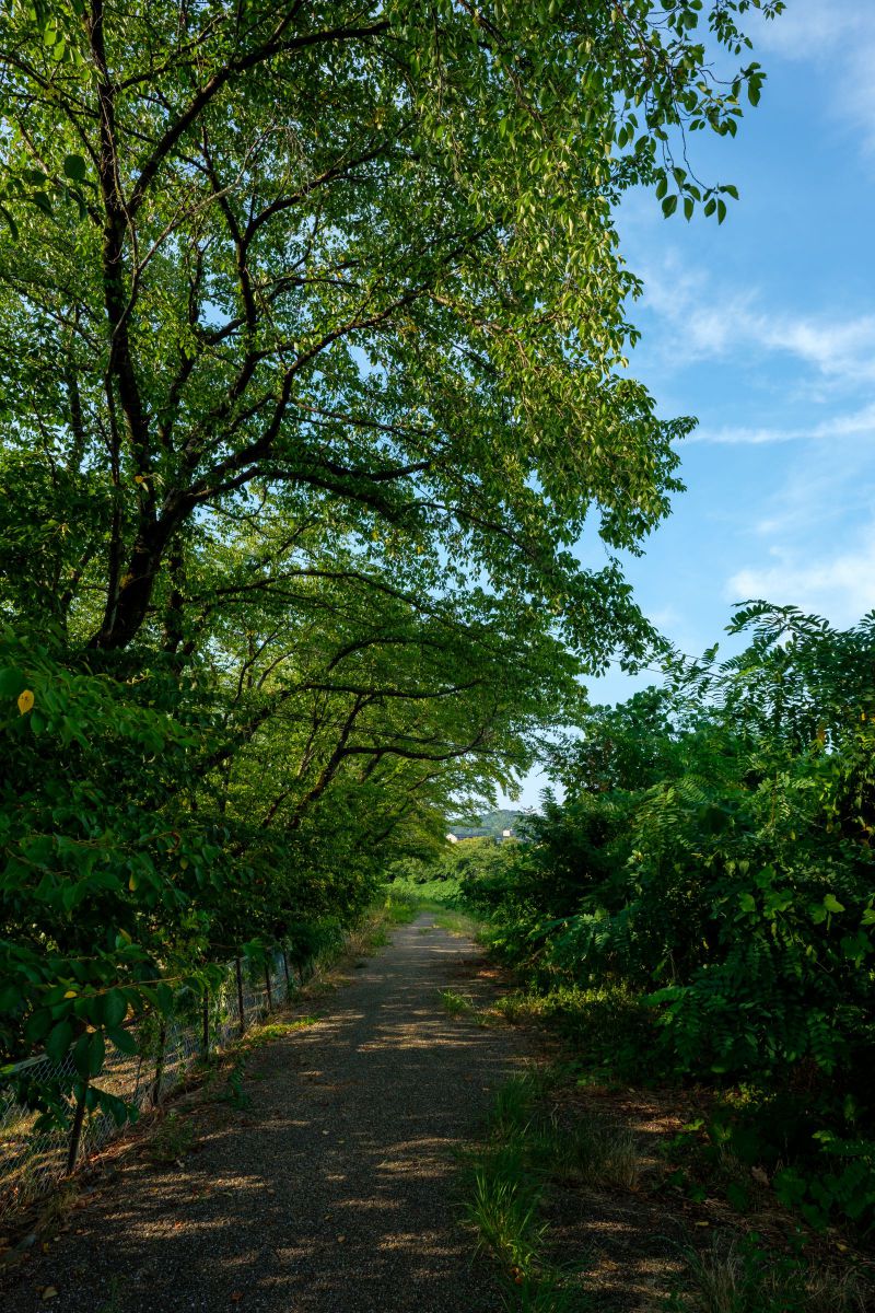 晩夏の小径 | GANREF