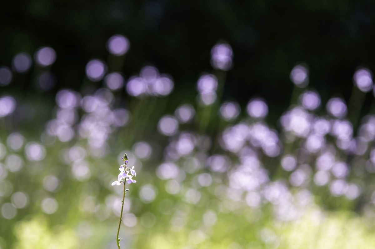 春のリズム | GANREF