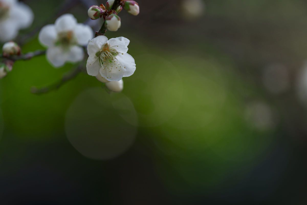 On Green Dolphin Street | GANREF