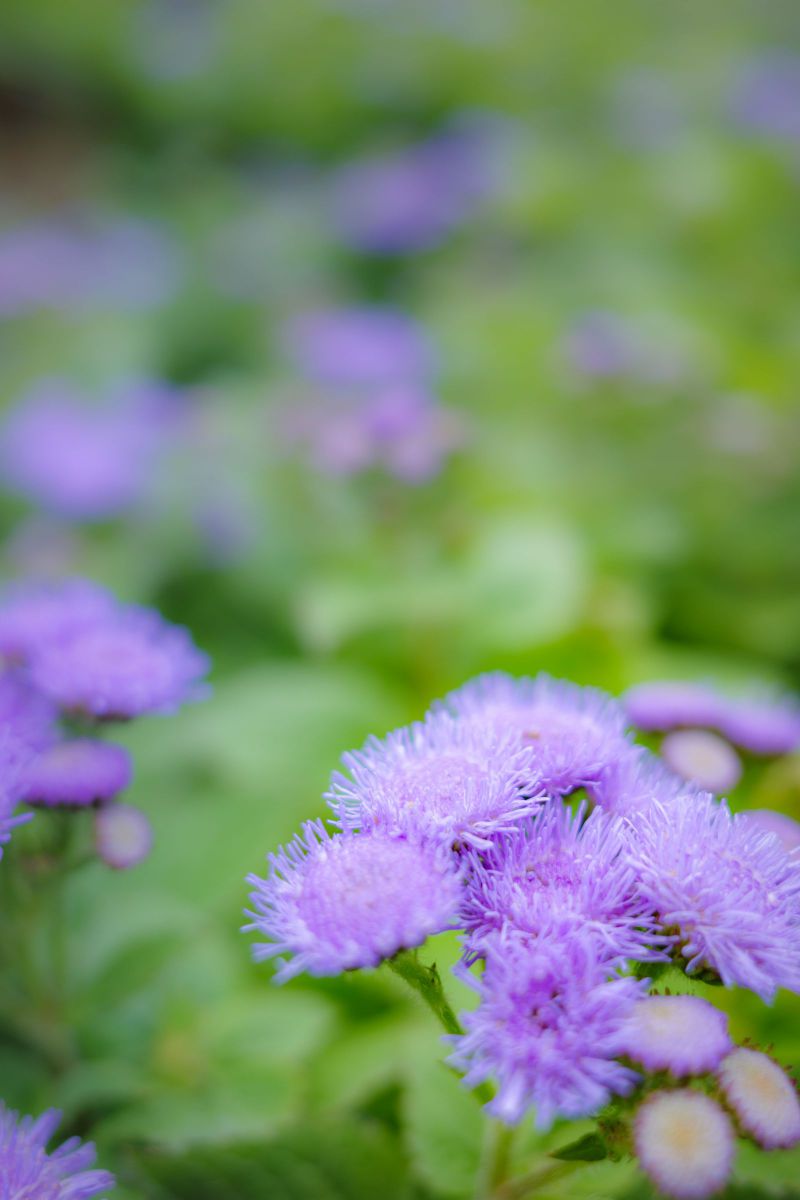 沈黙のアゲラタム | GANREF