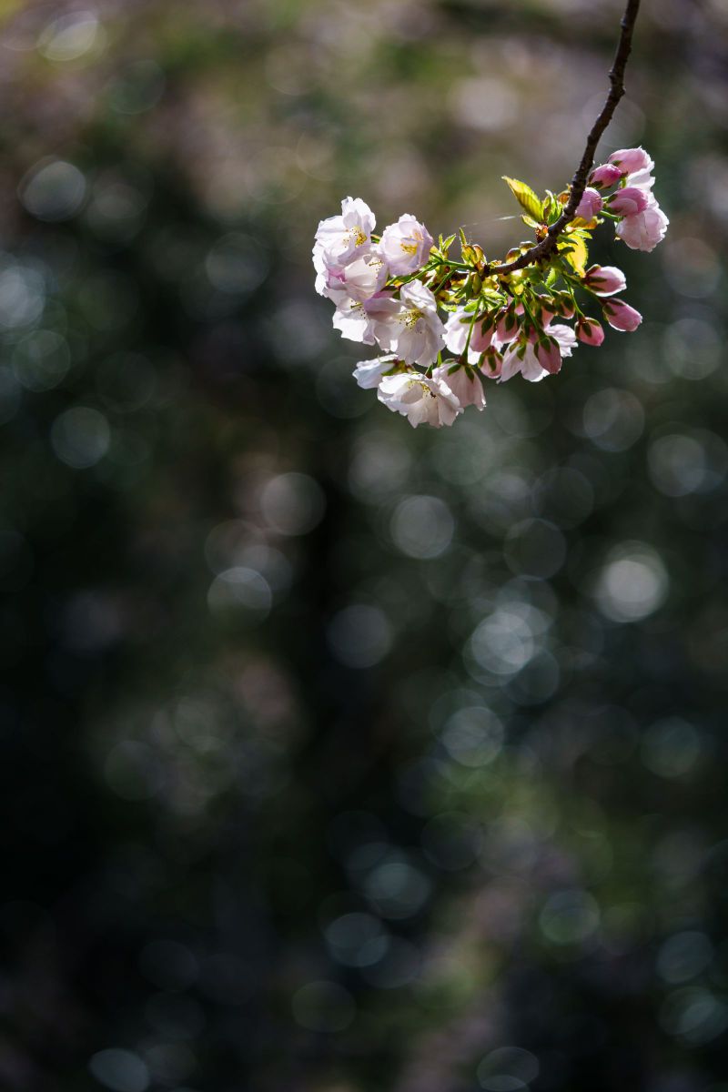 有明の つれなく見えし 別れより | GANREF