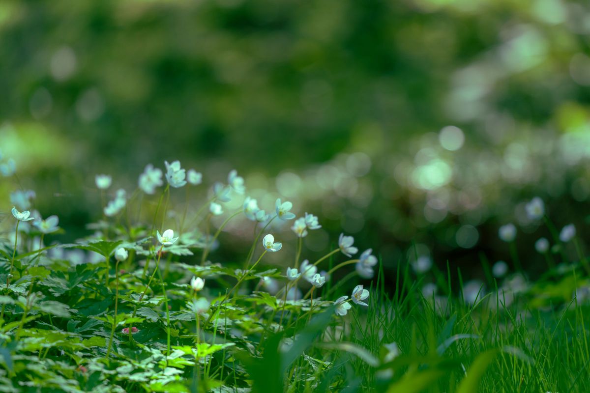 光の子たち | GANREF