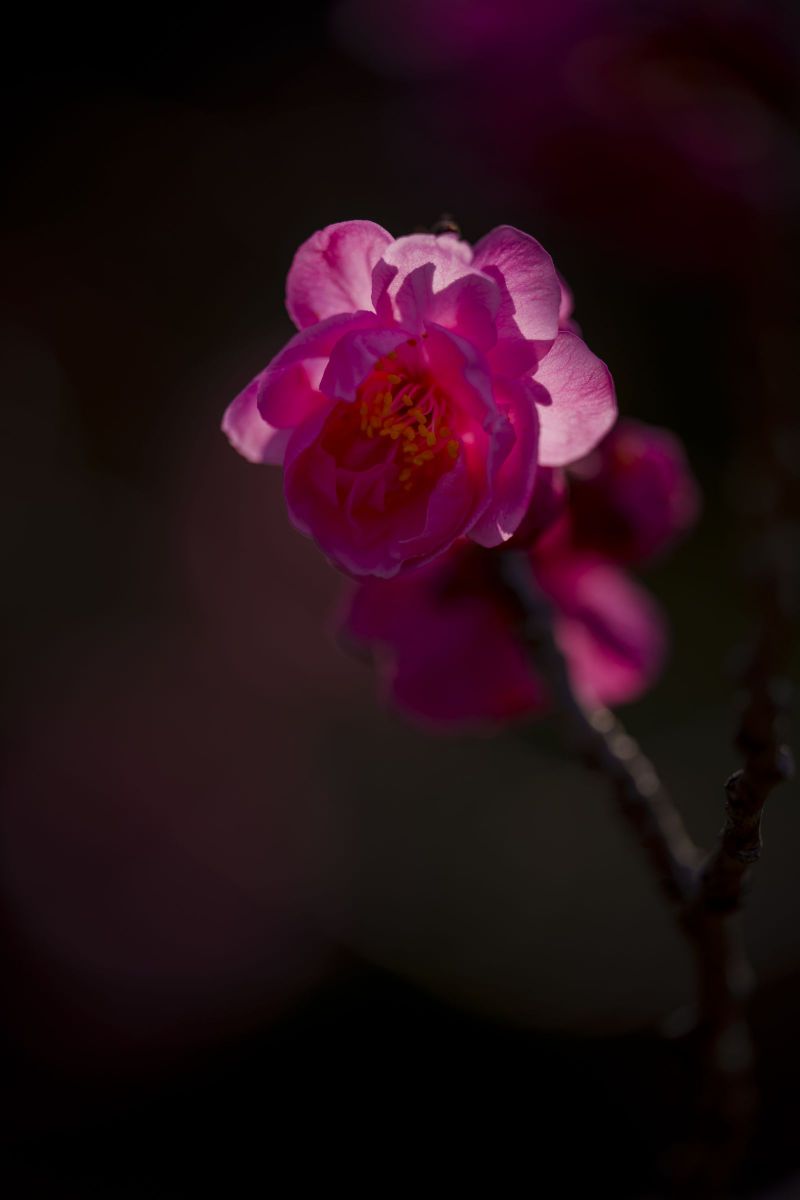 Dark Side Of The Moon | GANREF