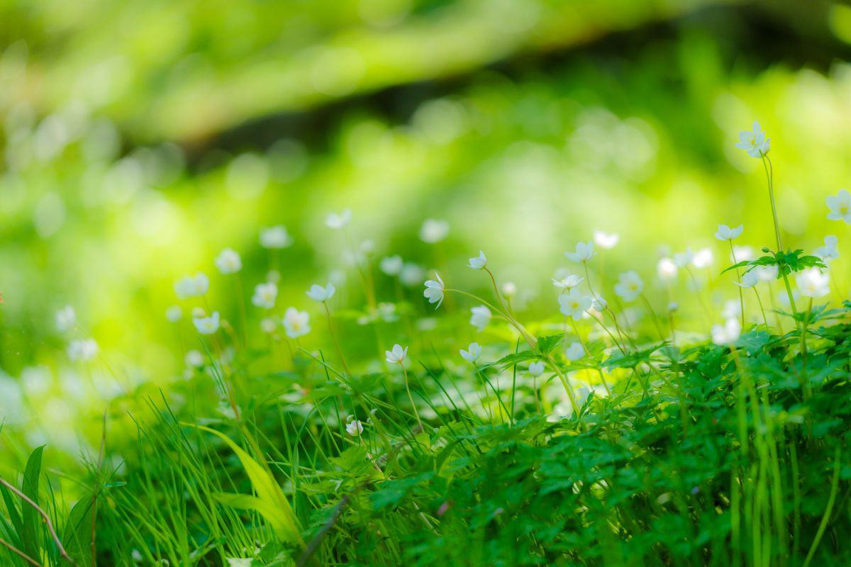 光の妖精たち | GANREF