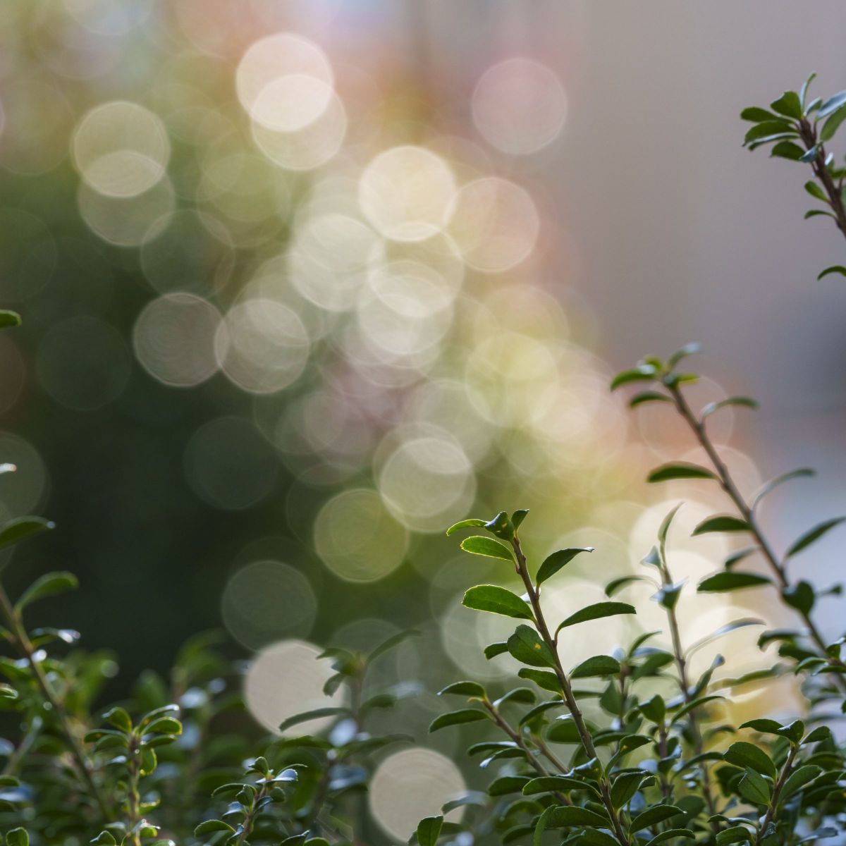 春が降って来た | GANREF