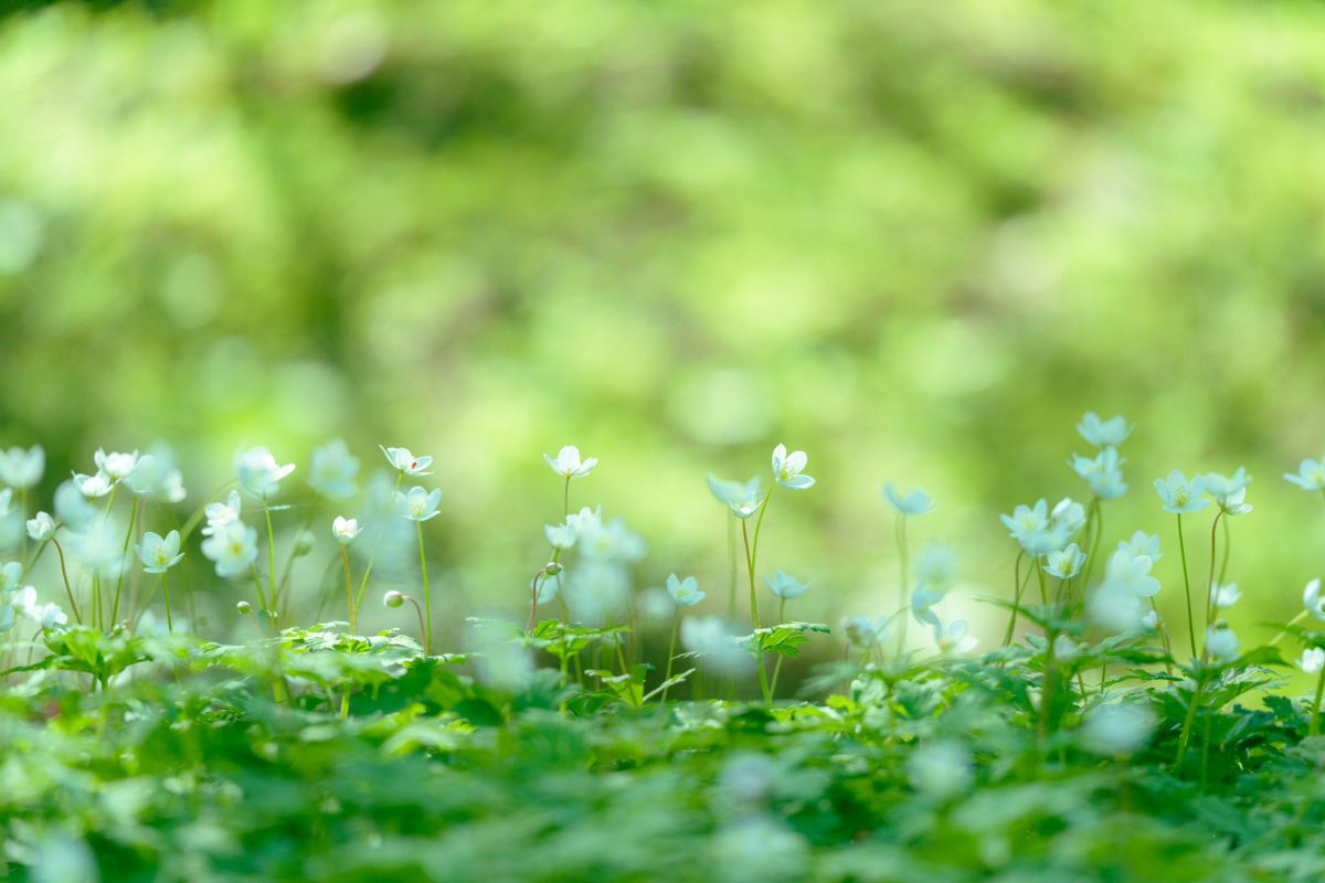 光の子たちII | GANREF