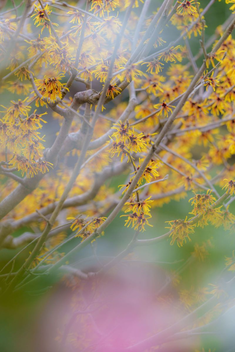 早春の詩 | GANREF