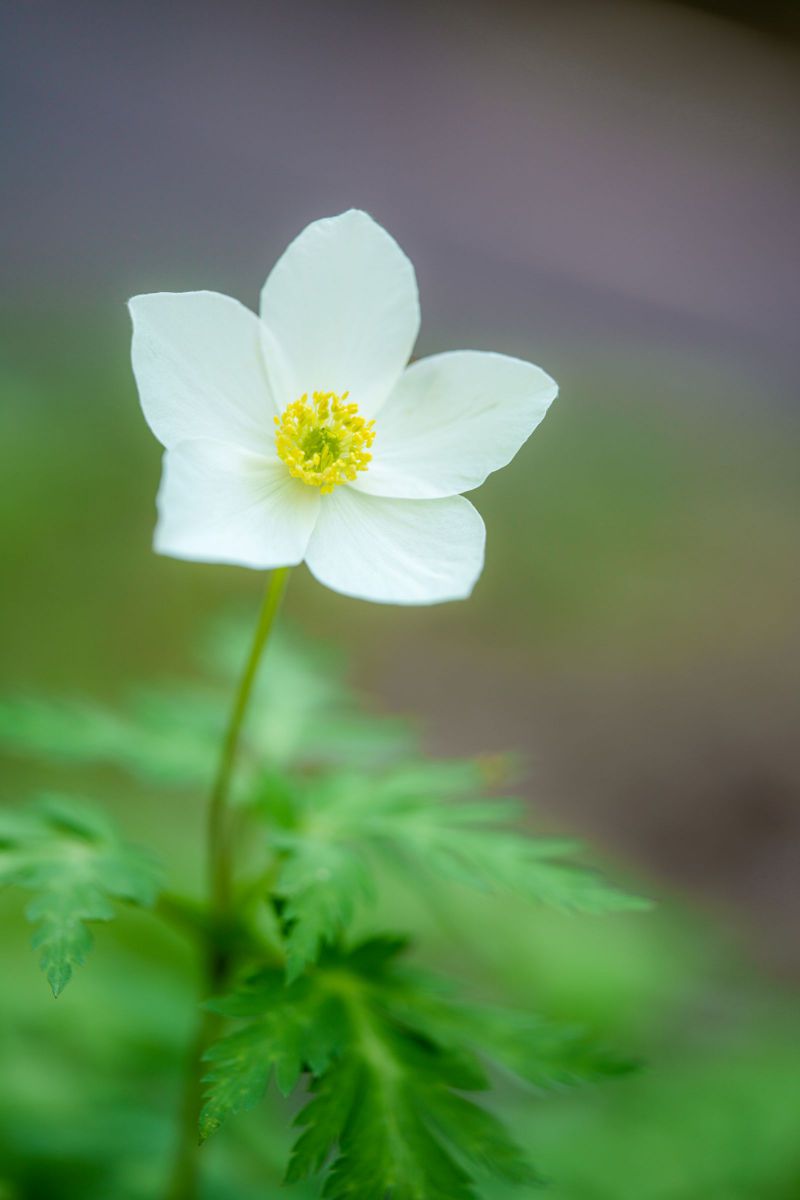 When I Fall In Love | GANREF