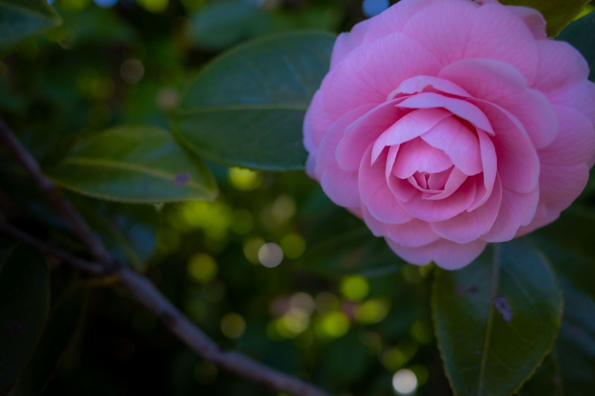 桃色吐息 | GANREF