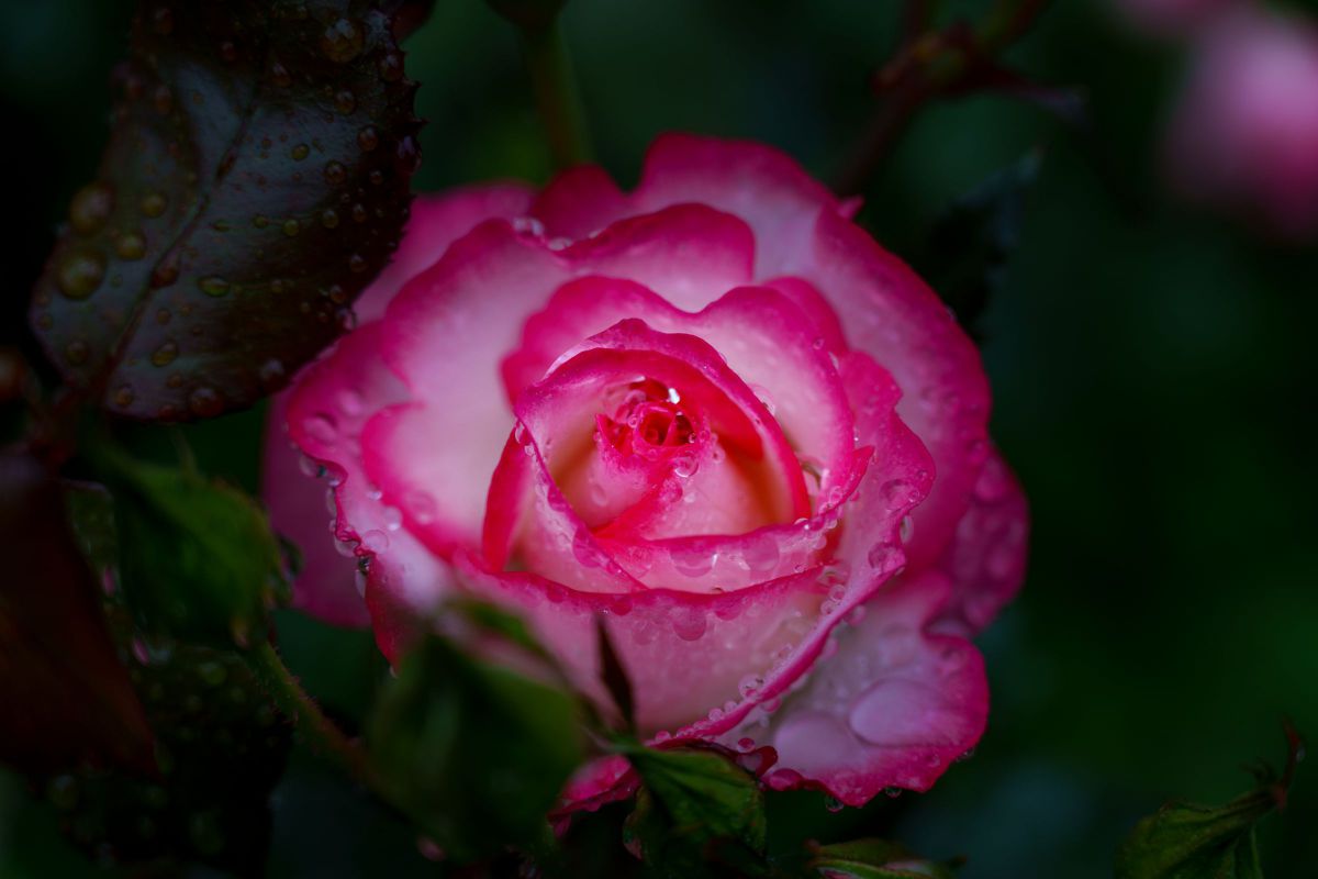 As Time Goes By | GANREF