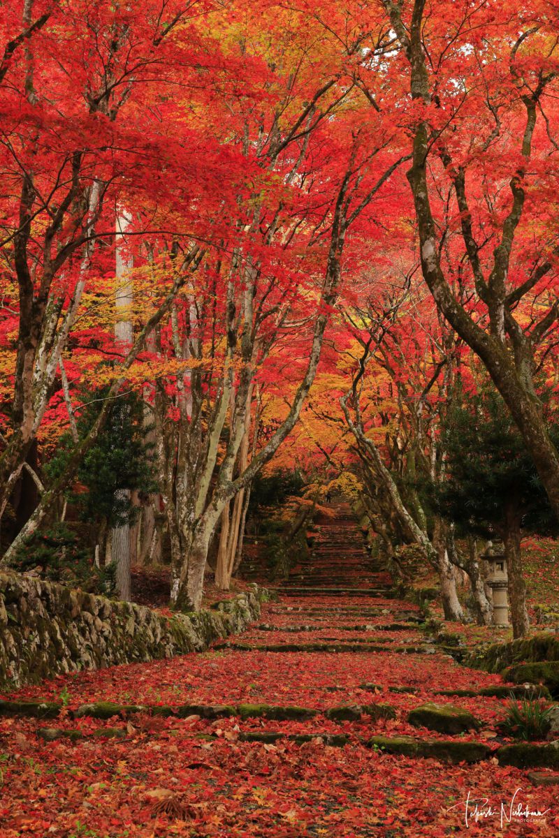 鶏足寺の紅葉 | GANREF