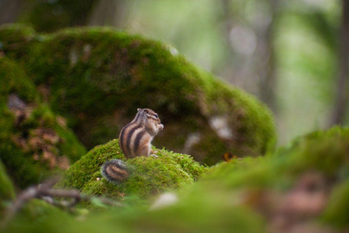 オールドレンズで | GANREF