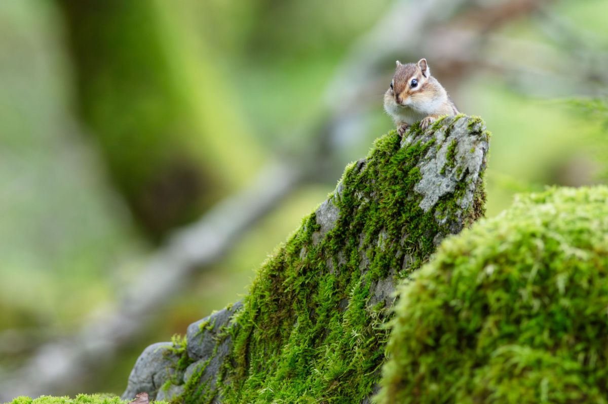 御池岳のシマリスはあざとい | GANREF