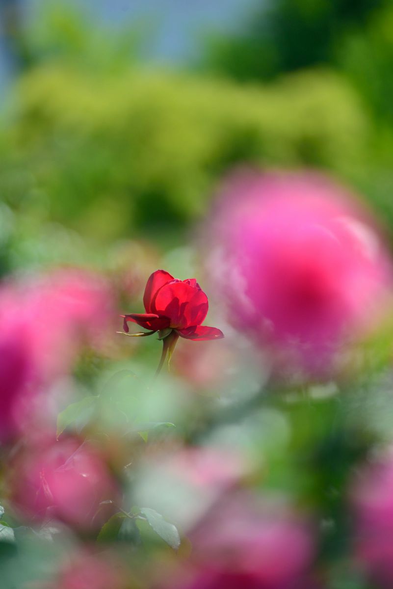 La Vie en Rose | GANREF