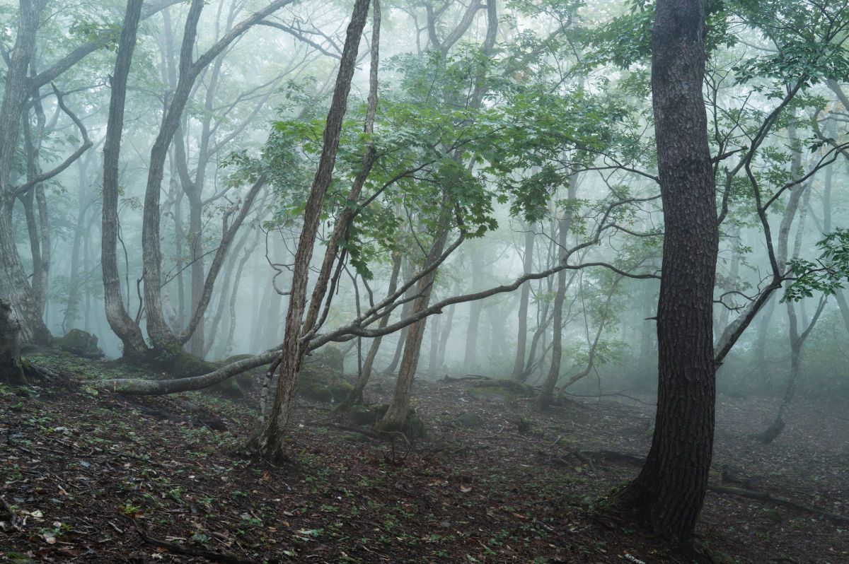 霞む枝の囁き | GANREF