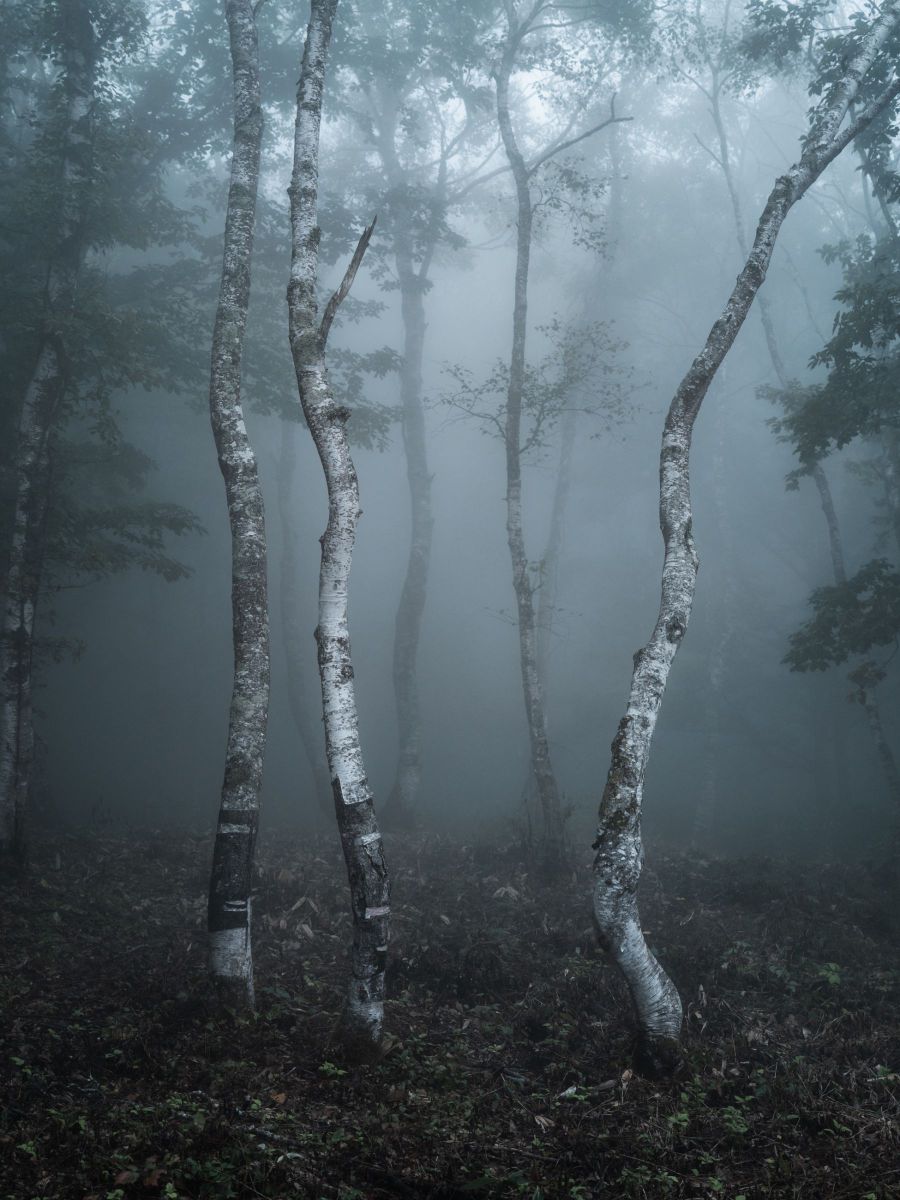 幽玄の森 | GANREF