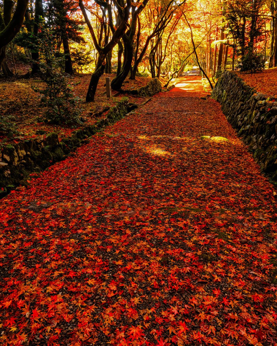 紅葉の参道 | GANREF