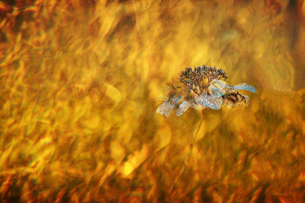 Something else ~ to wither away ~ | GANREF