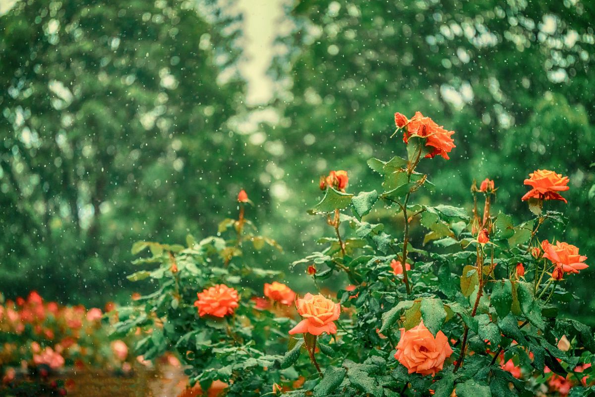 Rainy Sunday | GANREF