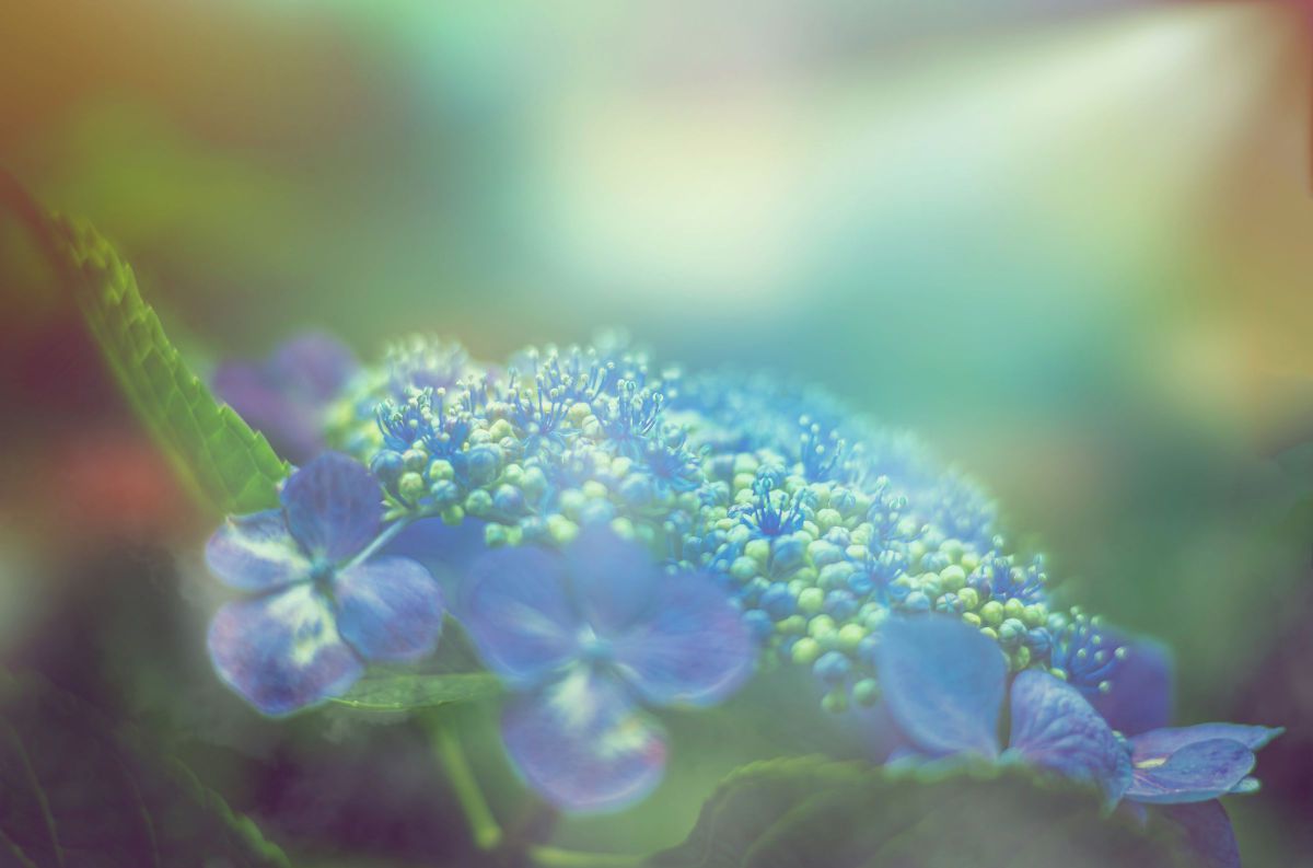 Stage REM ~ June Light ~ | GANREF