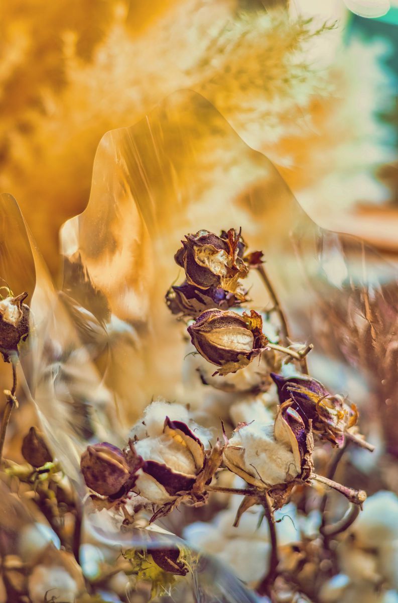 Profile of upland cotton | GANREF