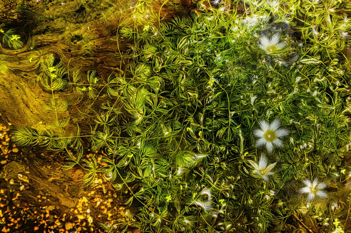 A small world underwater | GANREF