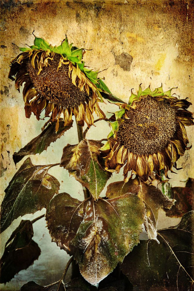 Stage REM ~remain married for Life~ | GANREF