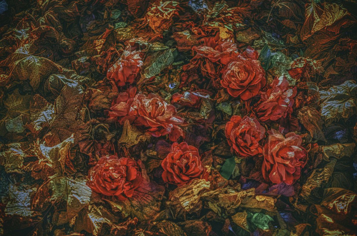 camellia buried in withered leaves | GANREF