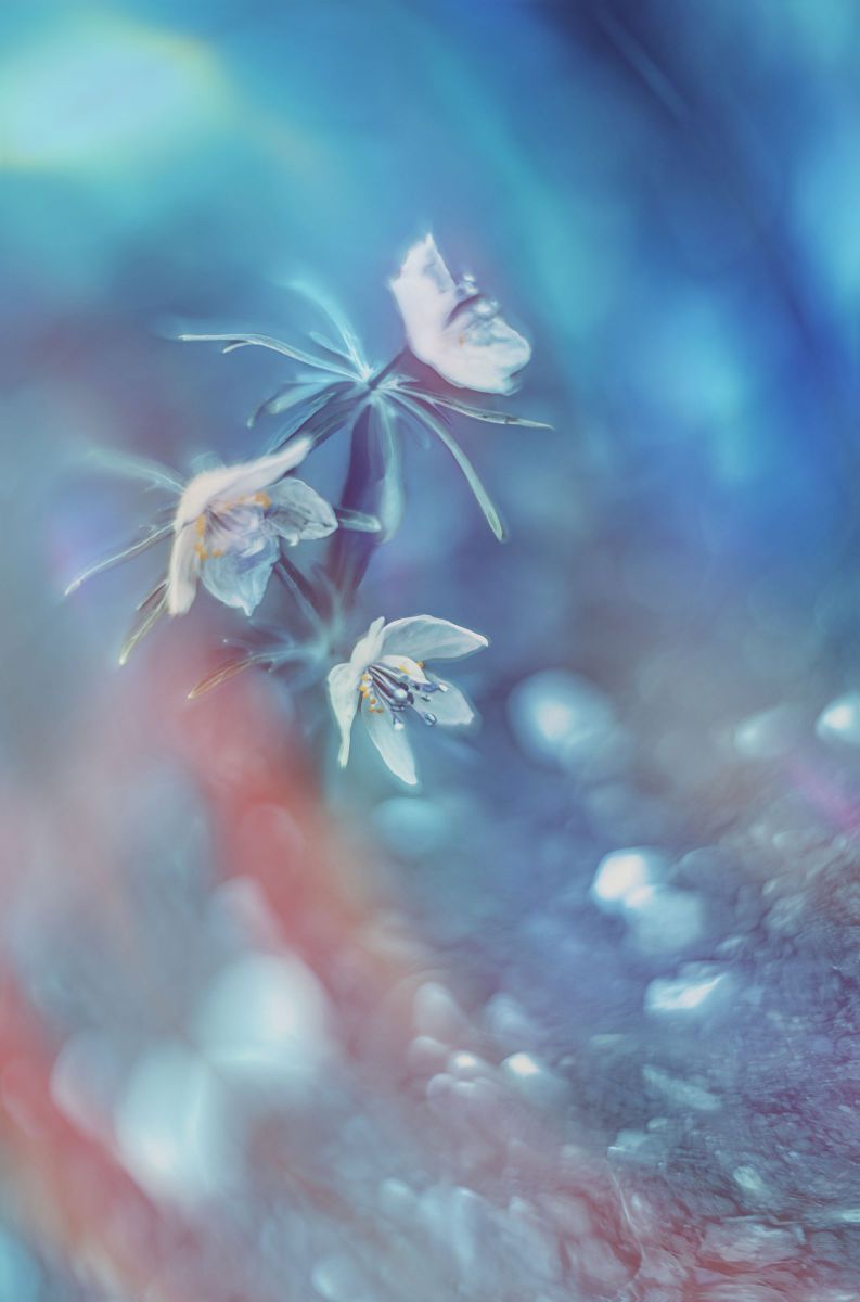 ~ Dream of winter aconite ~ | GANREF