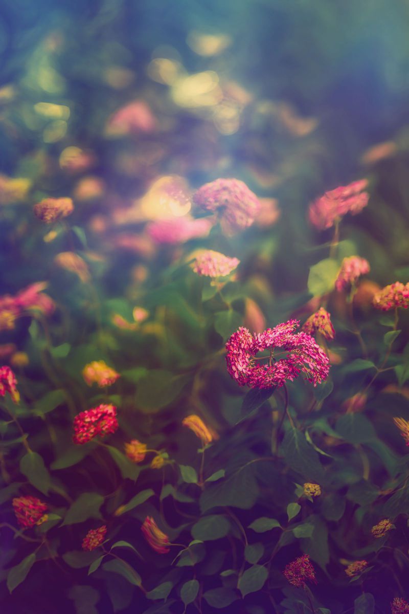 Misty Forest | GANREF