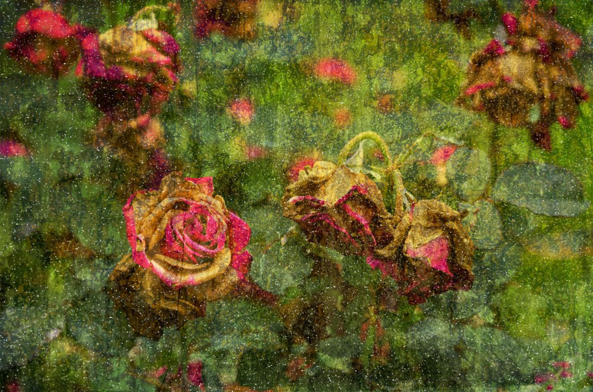 Stage REM ~Rain in a Withered Roses~ | GANREF