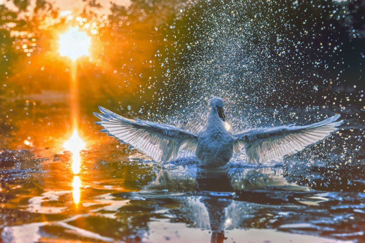 Swan's Symphony | GANREF