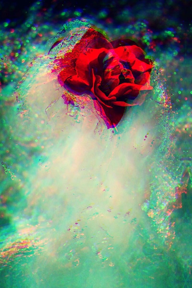 Dancing Rose | GANREF