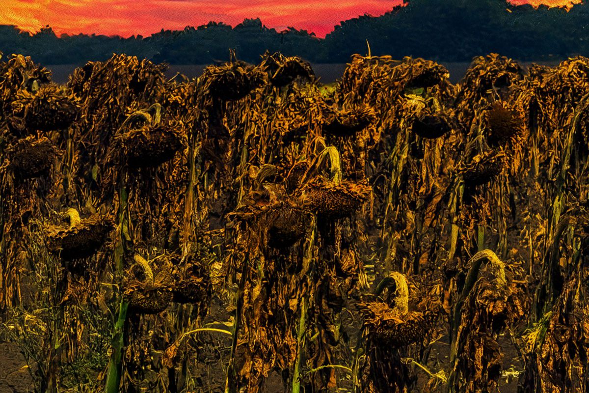 final greetings | GANREF