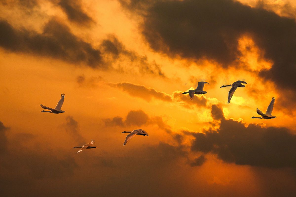 Symphony of the Western Sky | GANREF