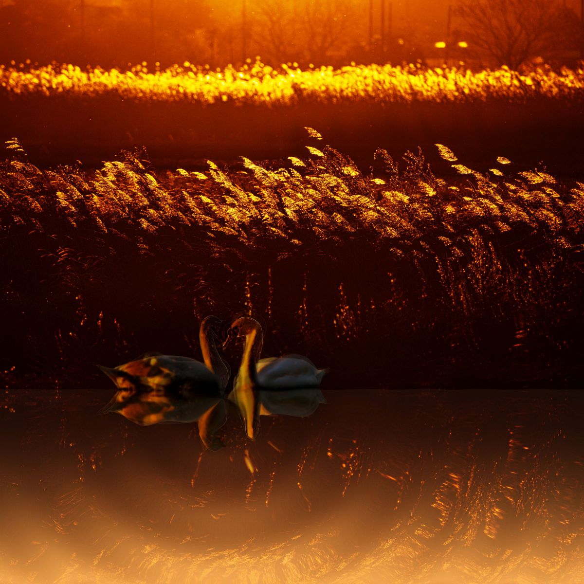 Evening rendezvous | GANREF