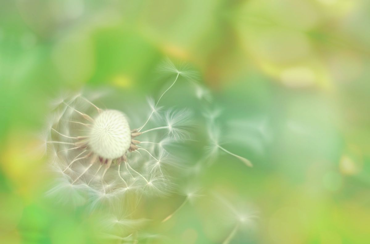 Stage REM ~Fragrant breeze~ | GANREF