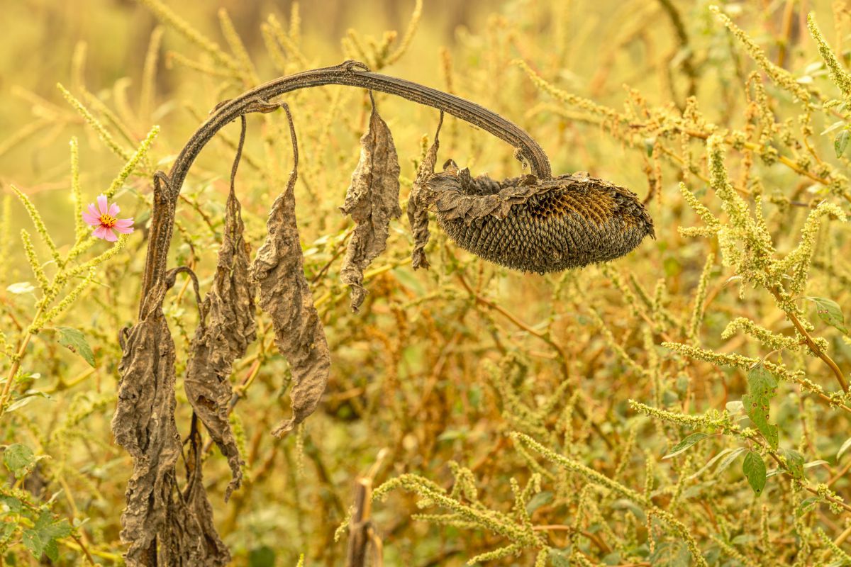 Time goes by | GANREF