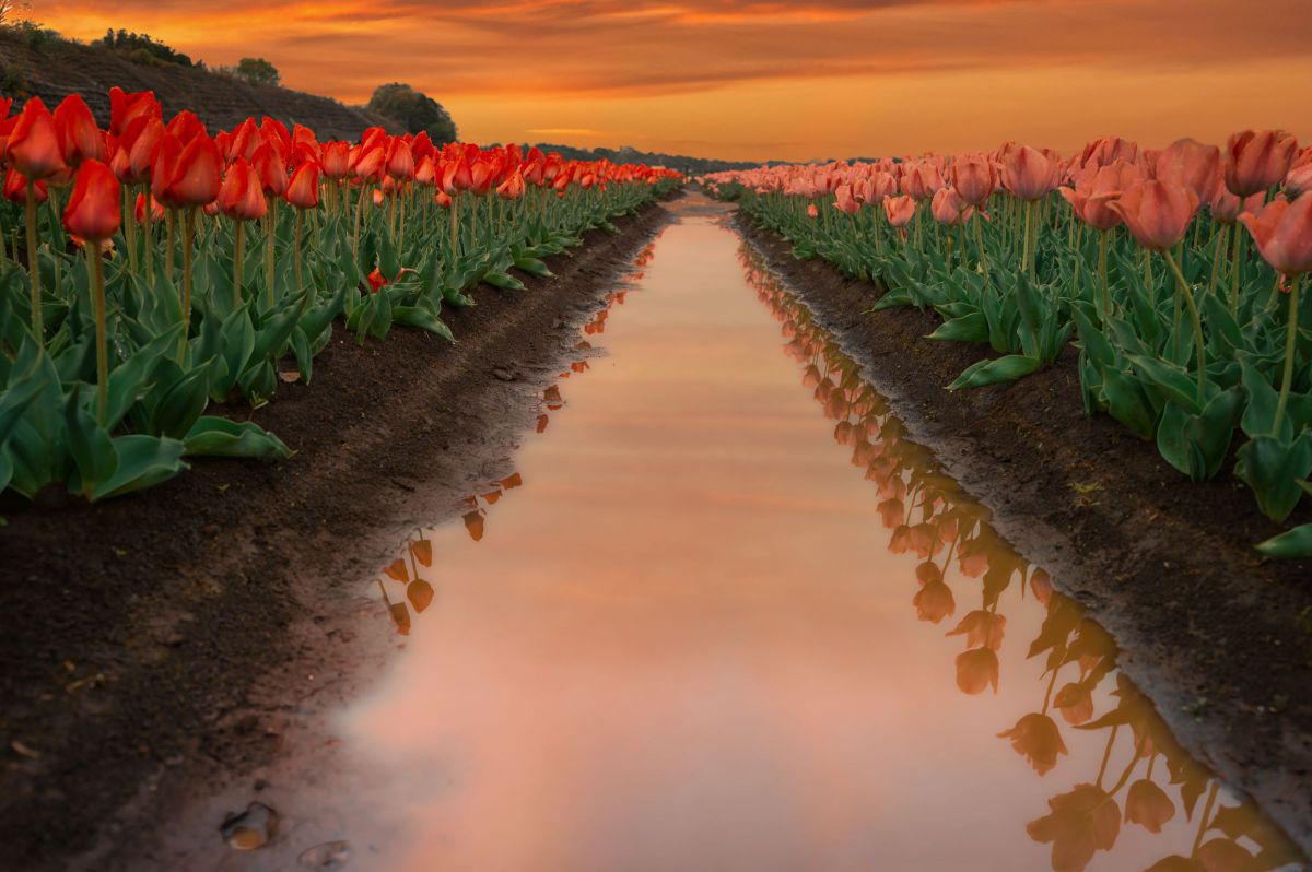 Tulip Line after the rain | GANREF
