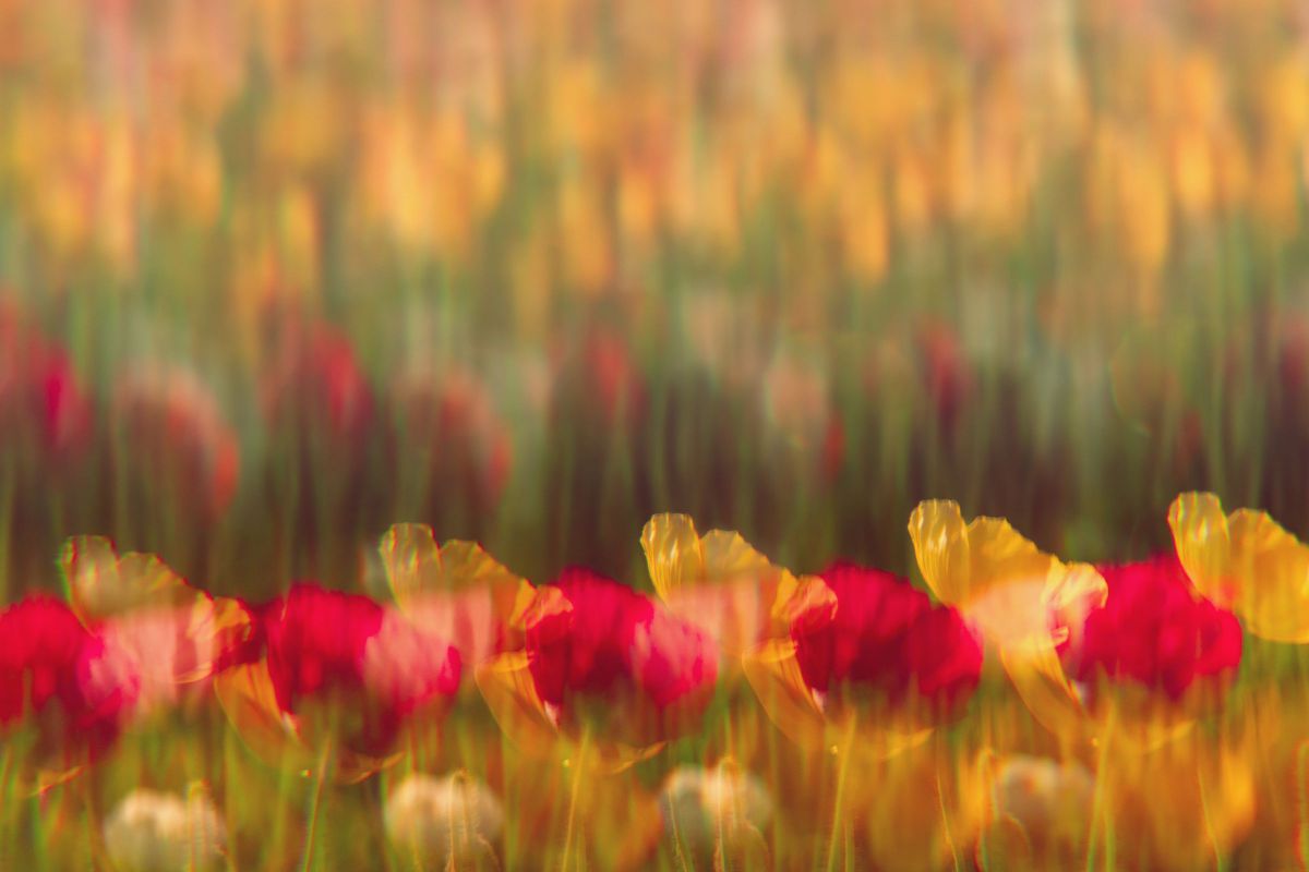 Stage REM ~Poppy's Waltz~ | GANREF