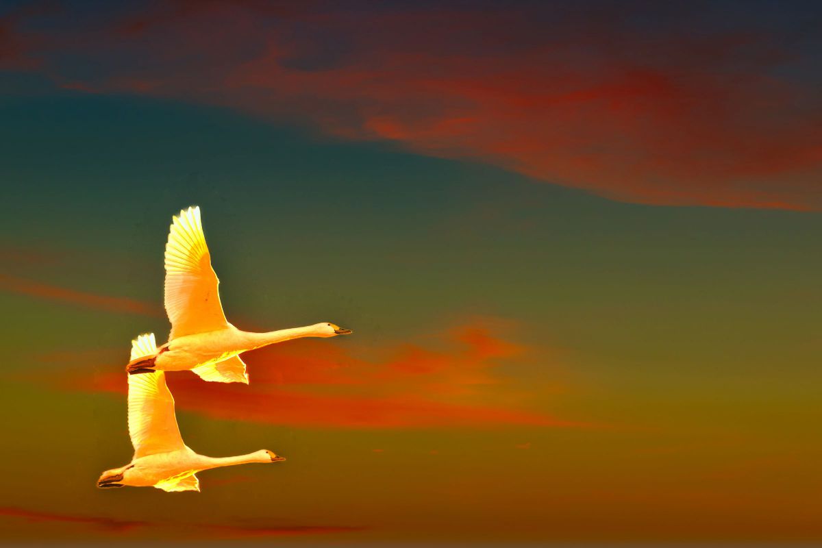 Tandem Flight | GANREF