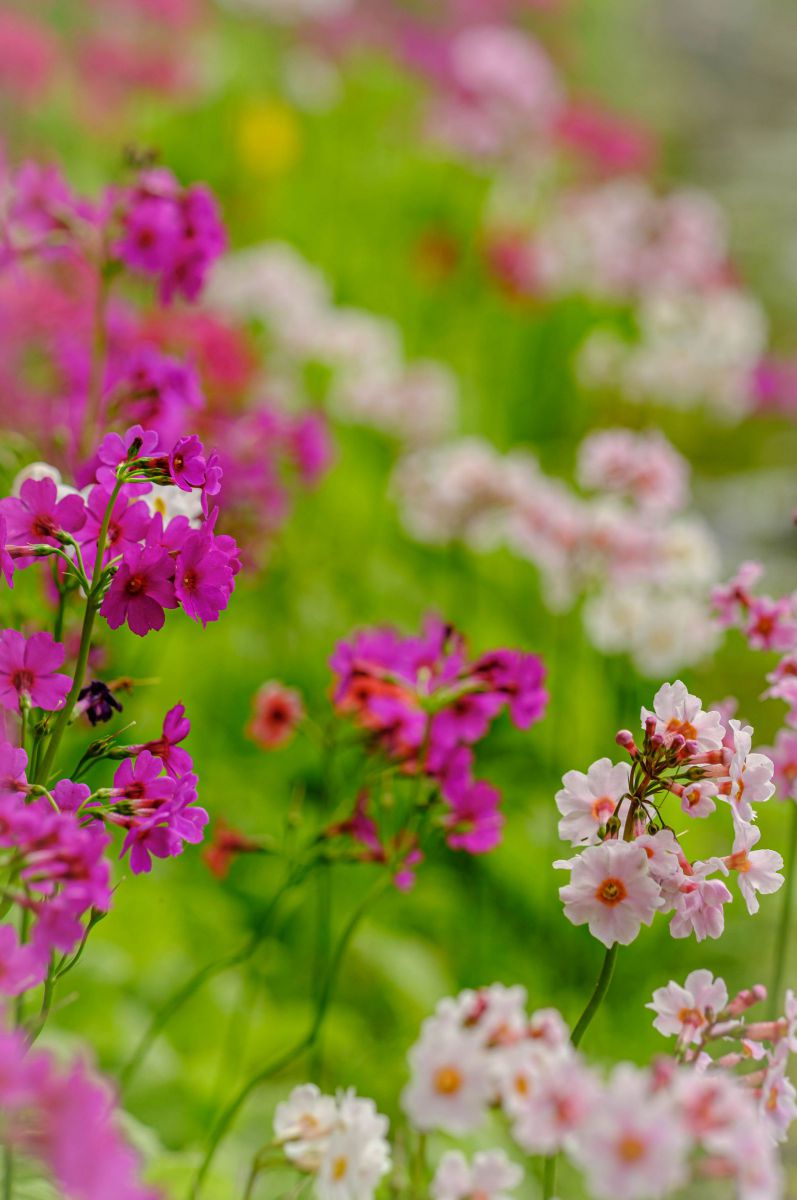 クリンソウ咲く水辺で | GANREF