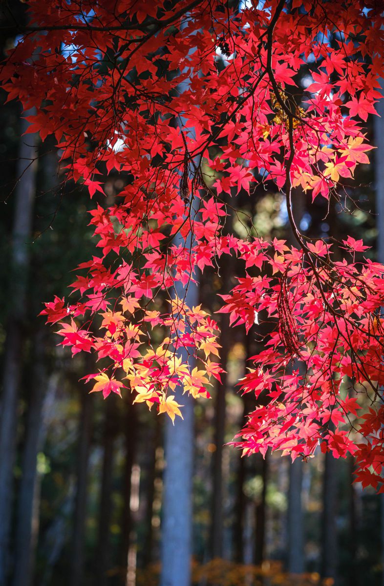山寺の雅 | GANREF