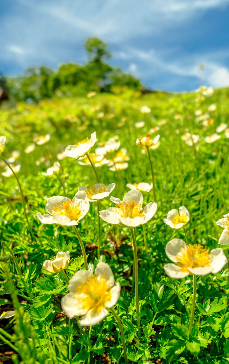 チングルマ咲く草原で | GANREF