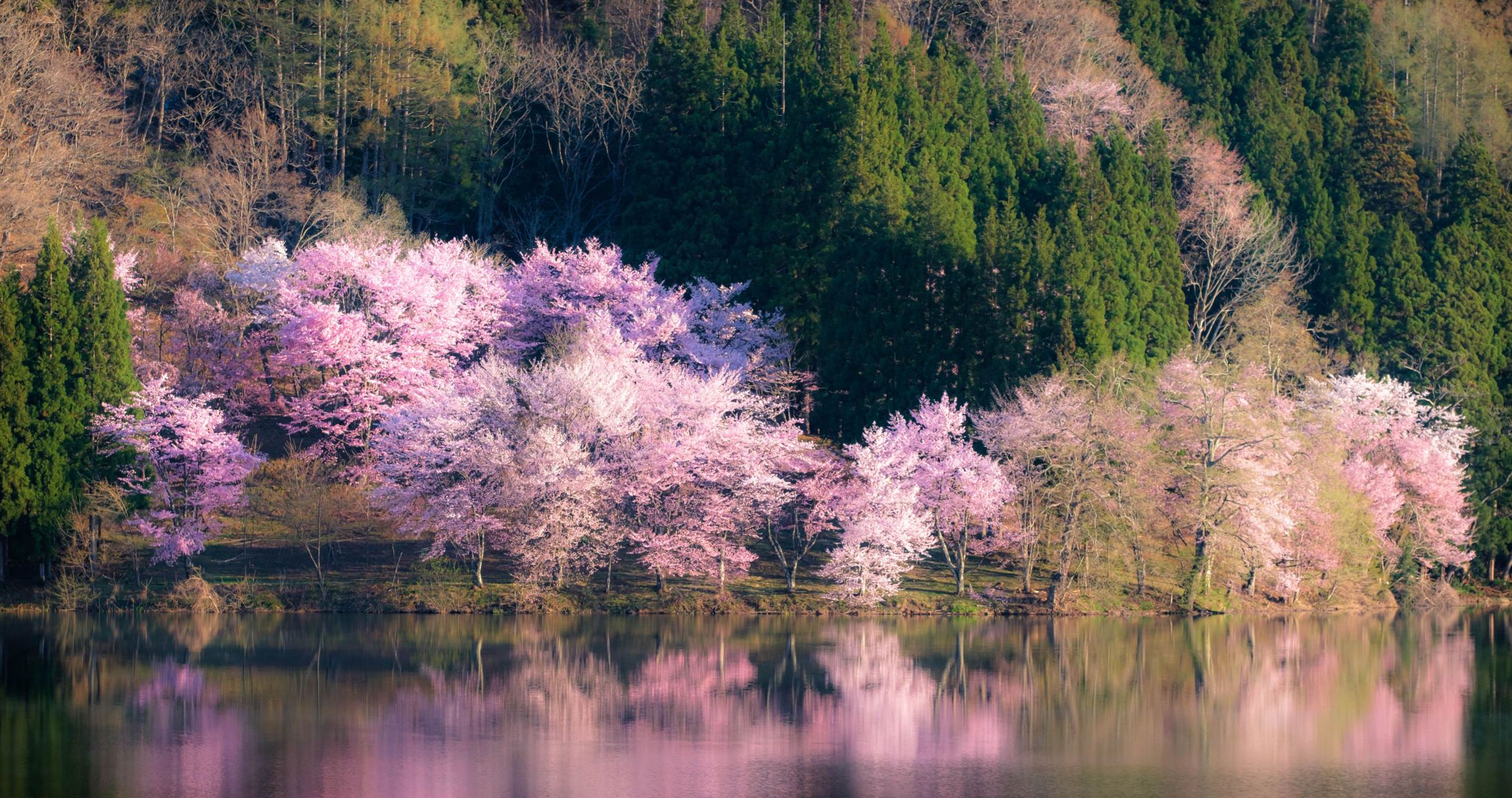 朝陽に輝いて | GANREF