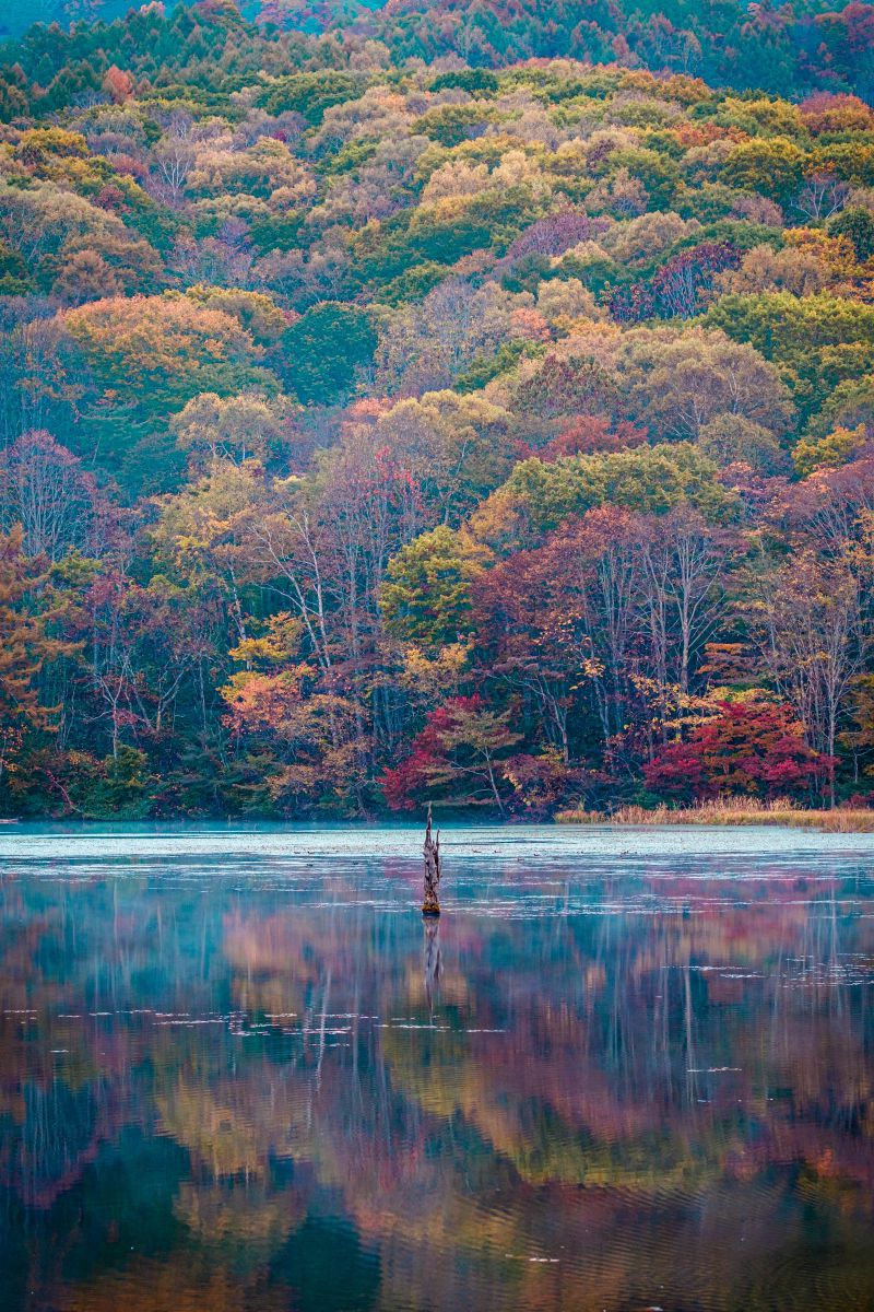 錦写して | GANREF