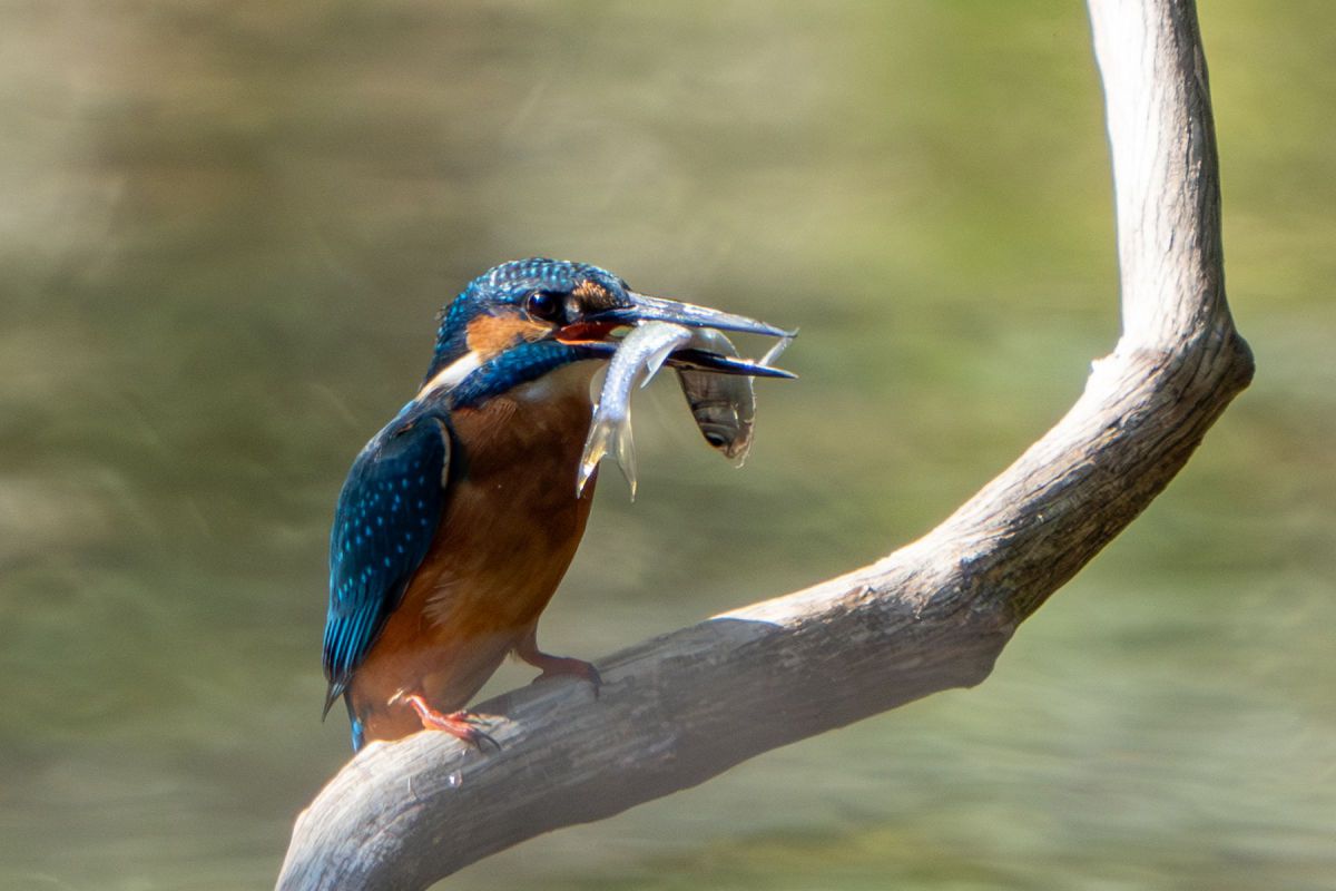 カワセミ 46 .jpg | GANREF