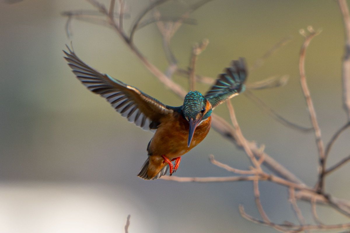 カワセミ 48 .jpg | GANREF