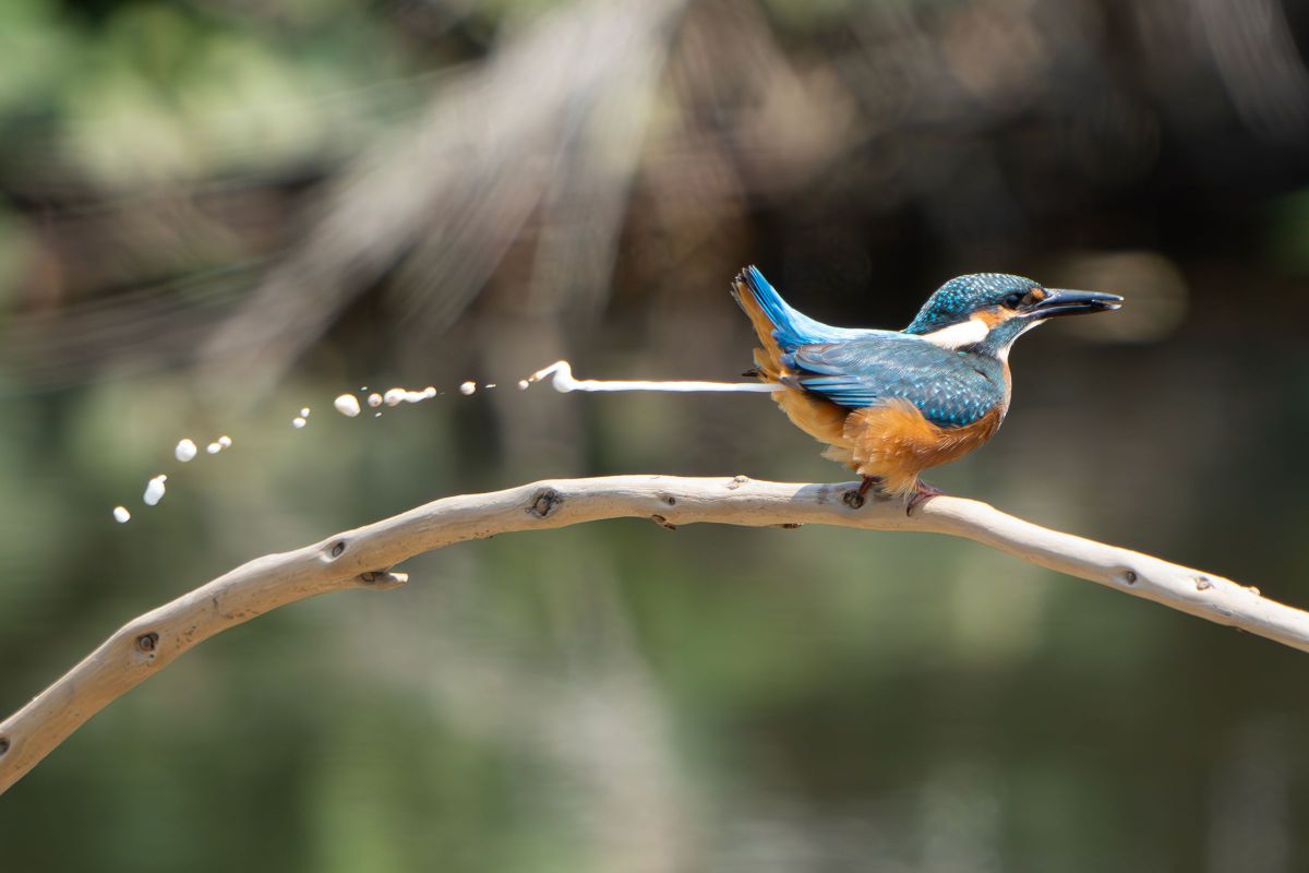 カワセミ 59 .jpg | GANREF