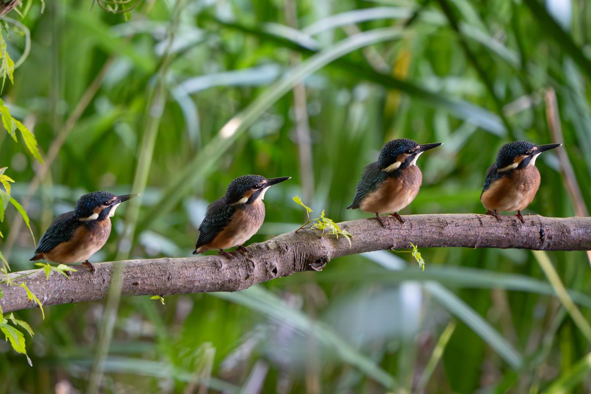 カワセミ 57 .jpg | GANREF